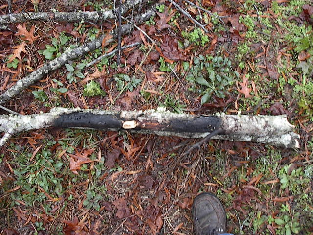 How Do Power Lines Cause Wildfires? | Texas Wildfire Mitigation Project